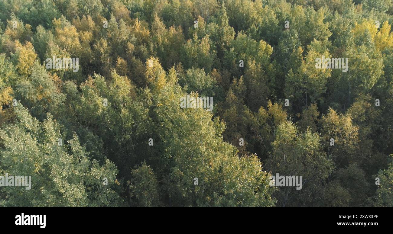 Helicopter over forest sunset hi-res stock photography and images - Alamy