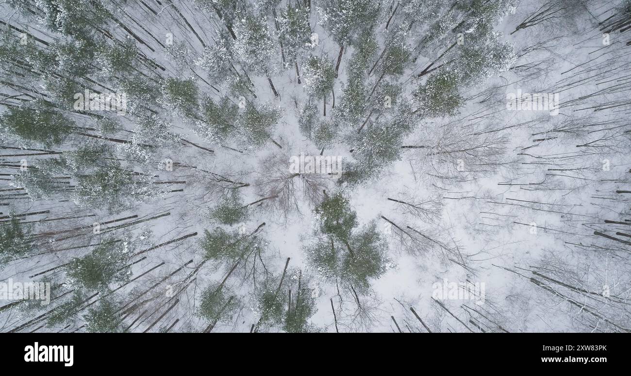 Aerial top view descent fly over winter frozen pine forest Stock Photo ...
