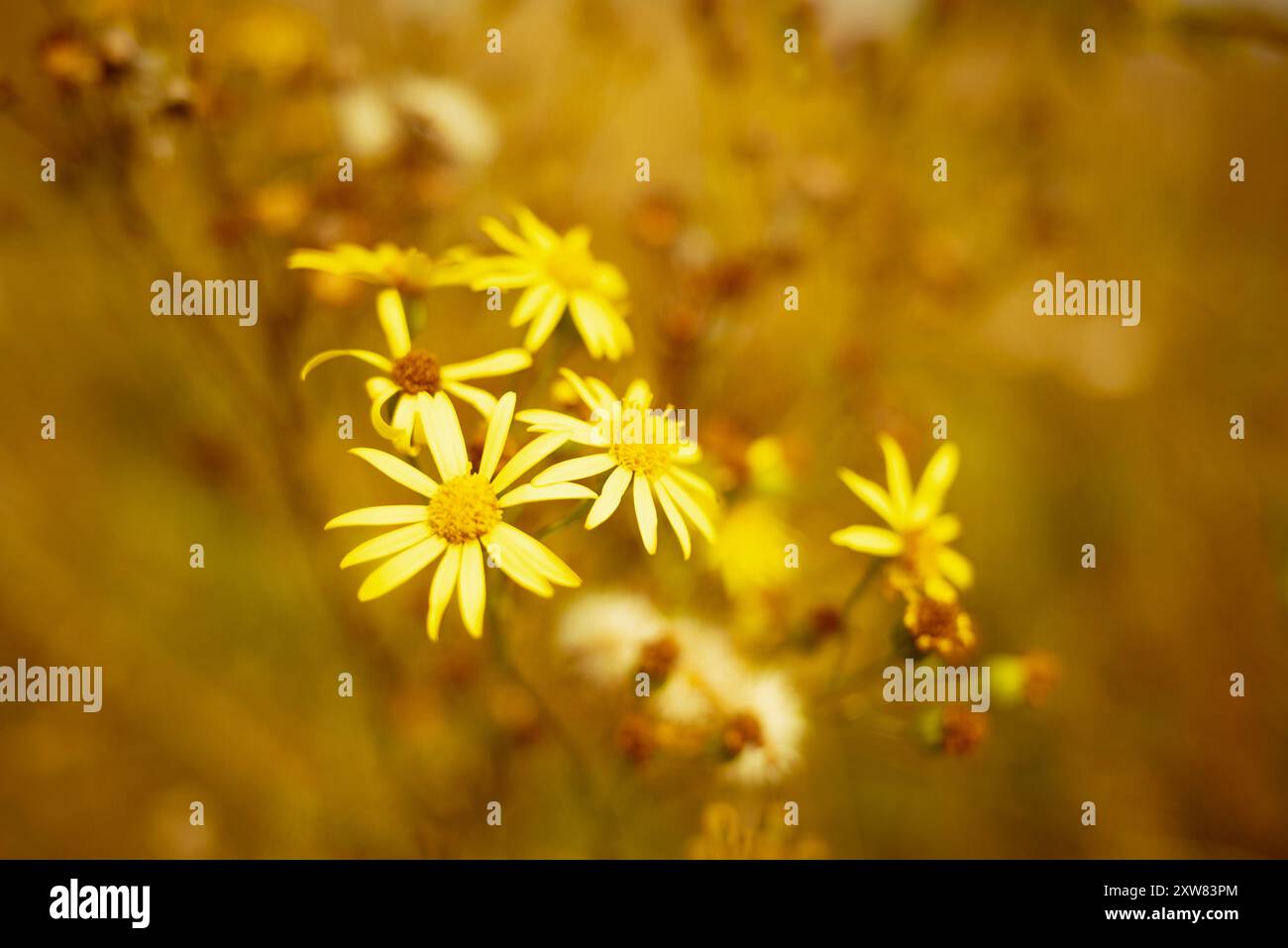 Common Ragwort (Senecio jacobaea) yellow wildflower, UK Stock Photo - Alamy