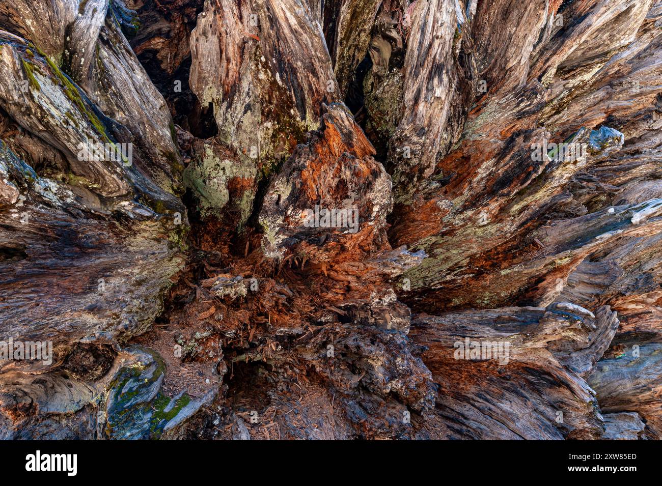 A look into the end of a fallen redwood tree, the stump end, at ...