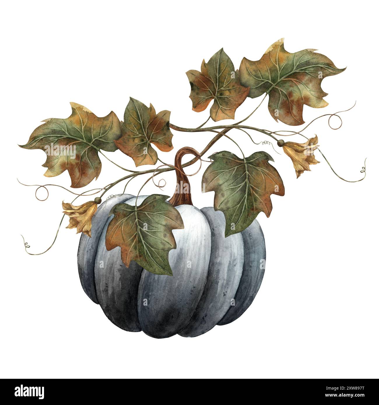 Black realistic pumpkin with fall foliage and flower. Hand drawn ...