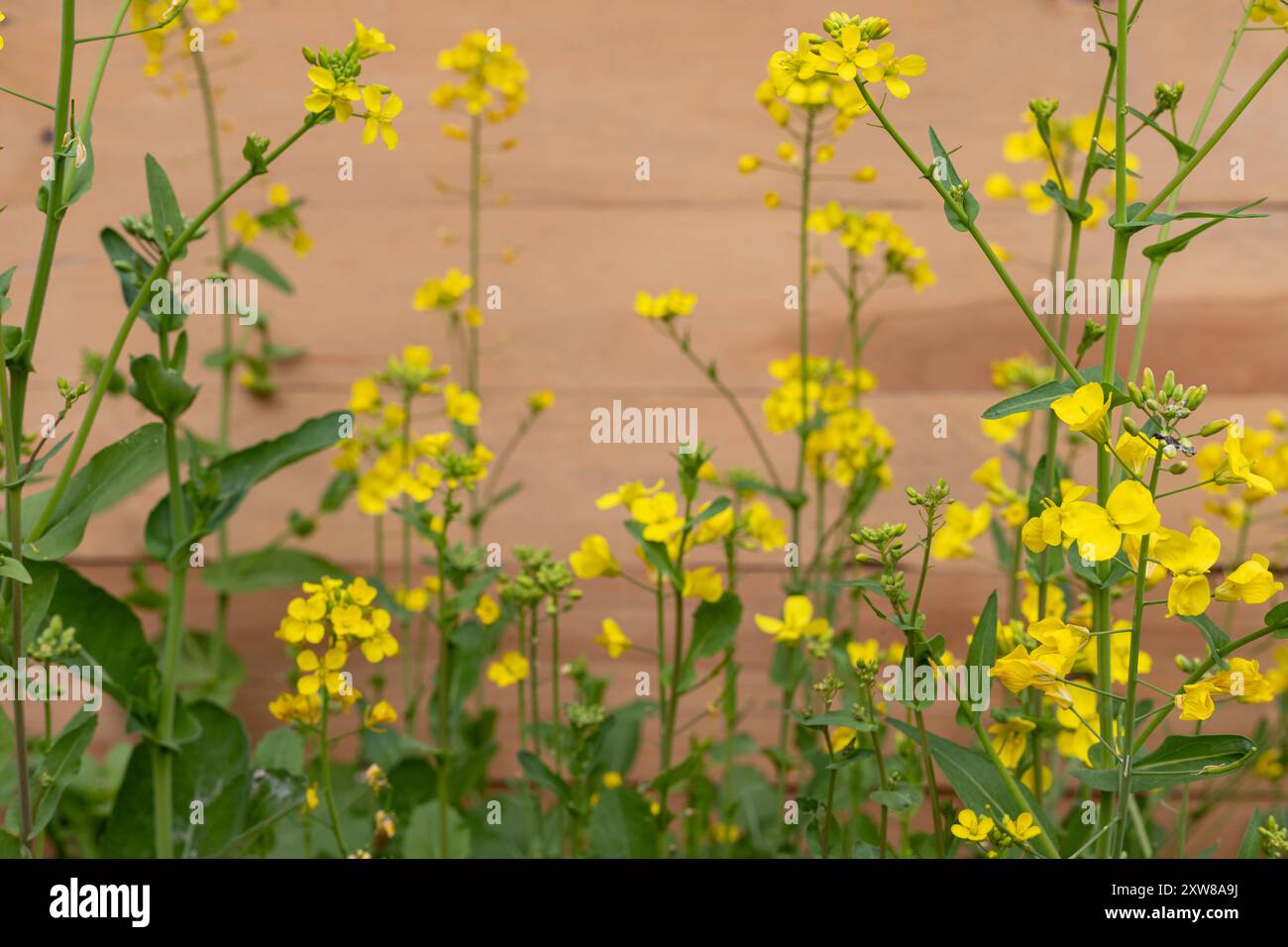 Texture mustard yellow brick hi-res stock photography and images - Alamy