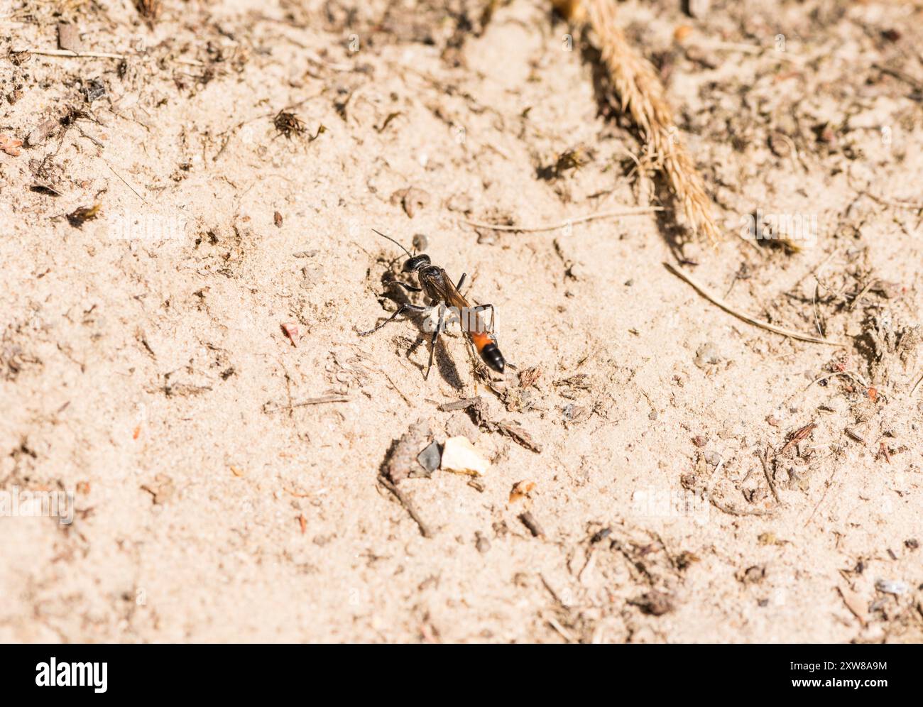 Digger Wasp (Ammophila sp.) at a nest hole on Chobham Common, Surrey ...