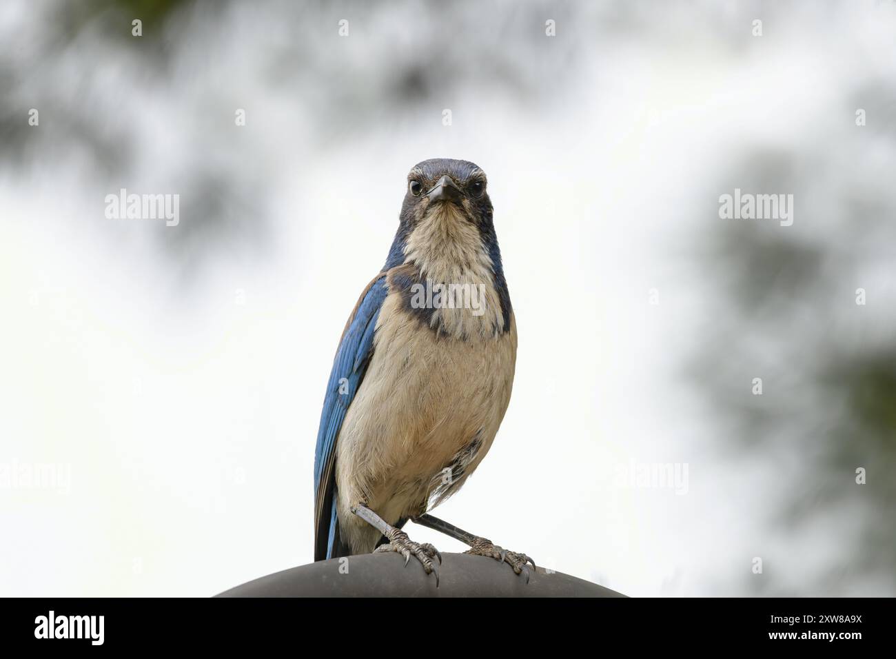 California scrub-jay Aphelocoma californica stares face-off, Carlsbad ...
