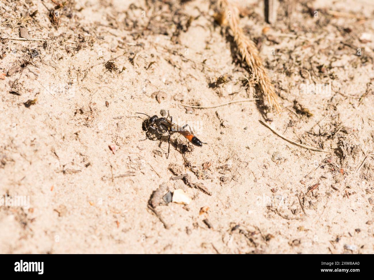 Digger Wasp (Ammophila sp.) at a nest hole on Chobham Common, Surrey ...