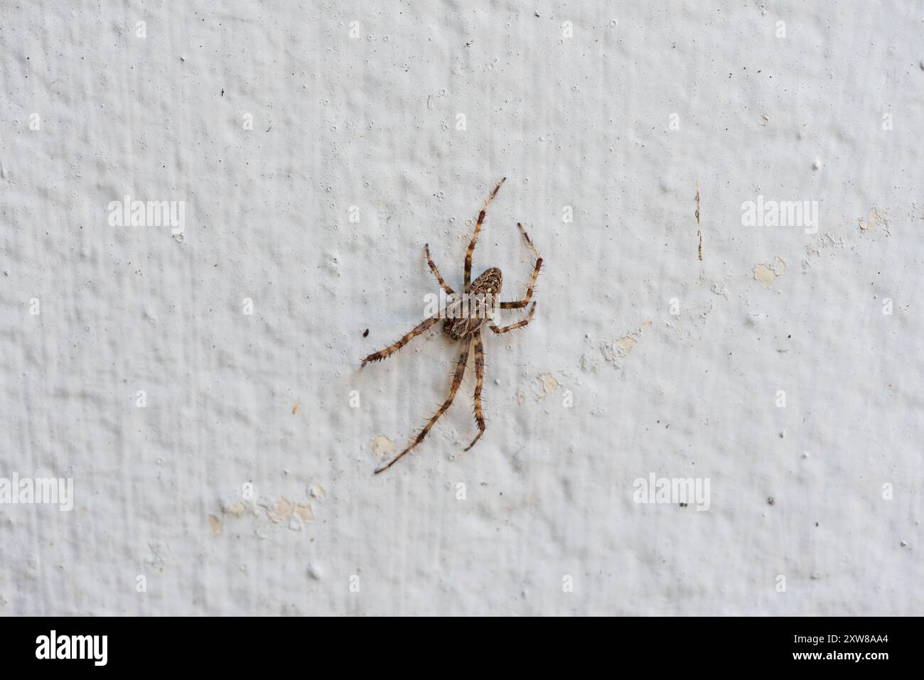 An orb-web Garden Spider (Araneus diadematus) on a wall at Longcross ...