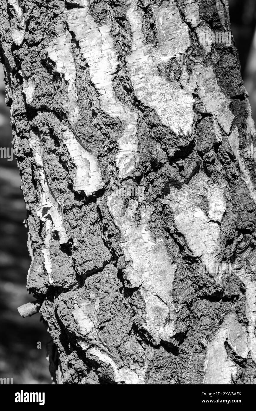 Bark on the trunk of a Silver Birch (Betula pendula) tree on Chobham ...