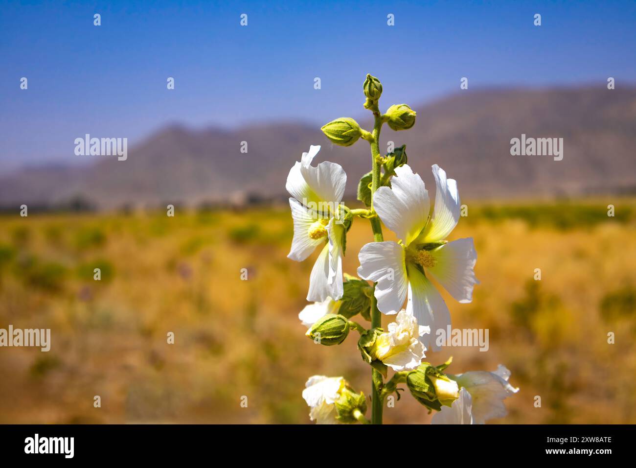 Alcea setosa flower Stock Photo - Alamy