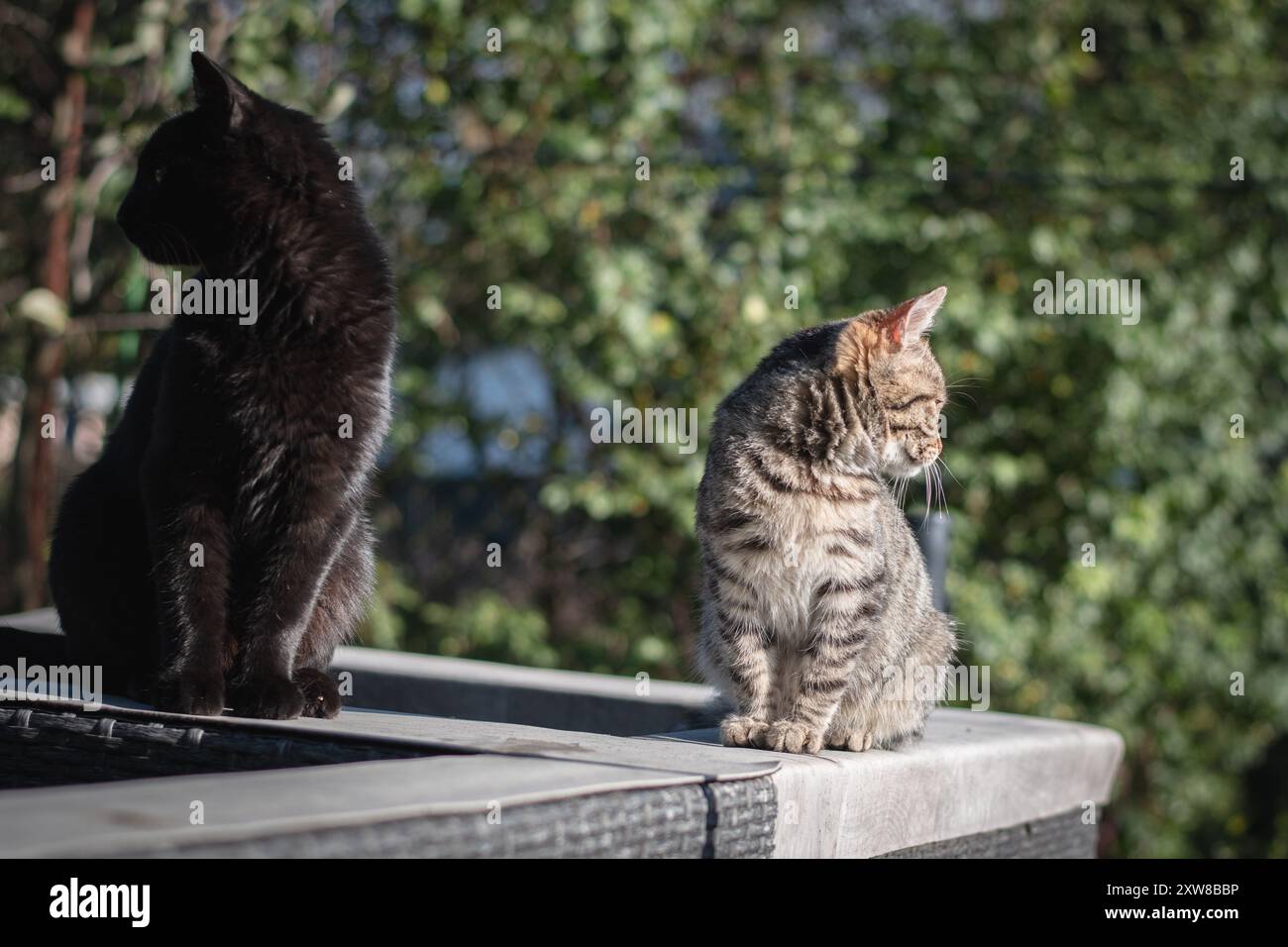black cat and tabby grey tiger cat, ungry looking different way Stock ...