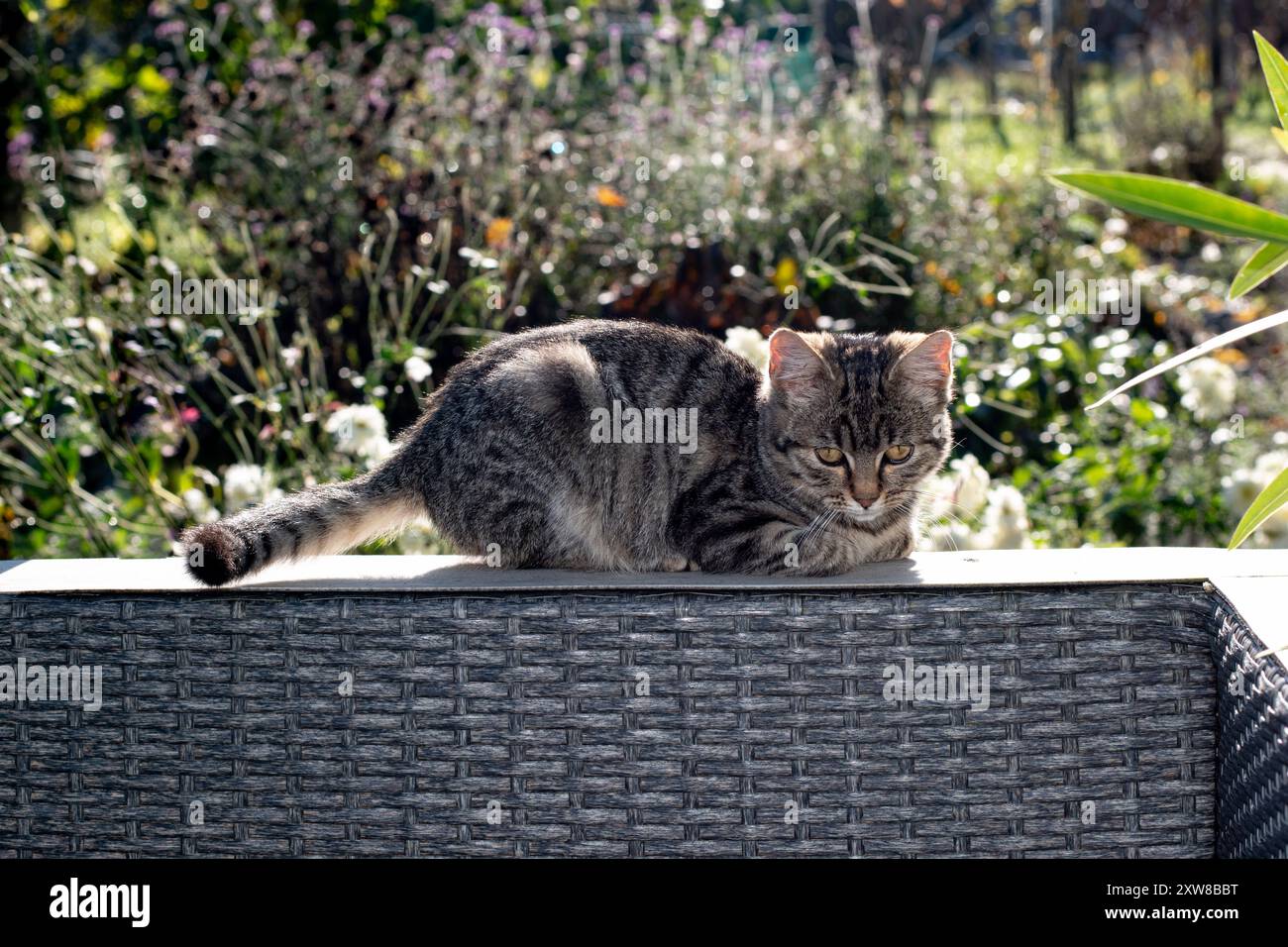 Grey cat with black stripes hi-res stock photography and images - Alamy