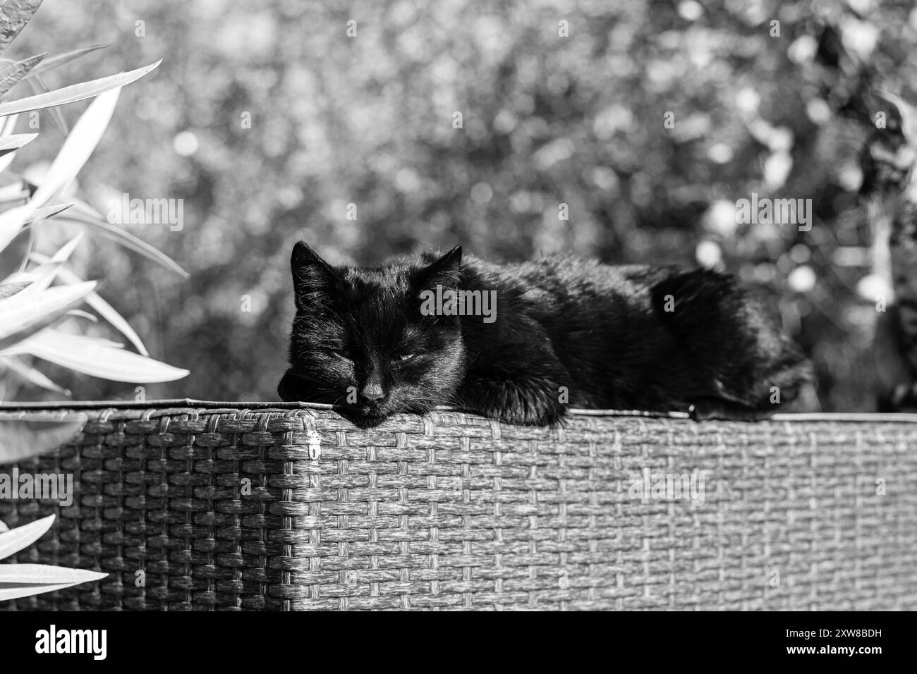 Fluffy cat relaxing in Black and White Stock Photos & Images - Alamy