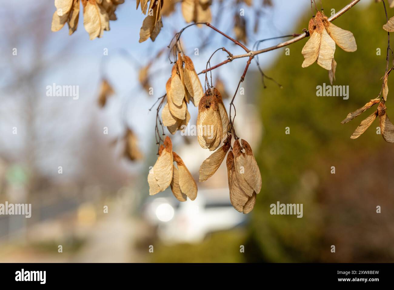 Aerial dispersal mechanism hi-res stock photography and images - Alamy