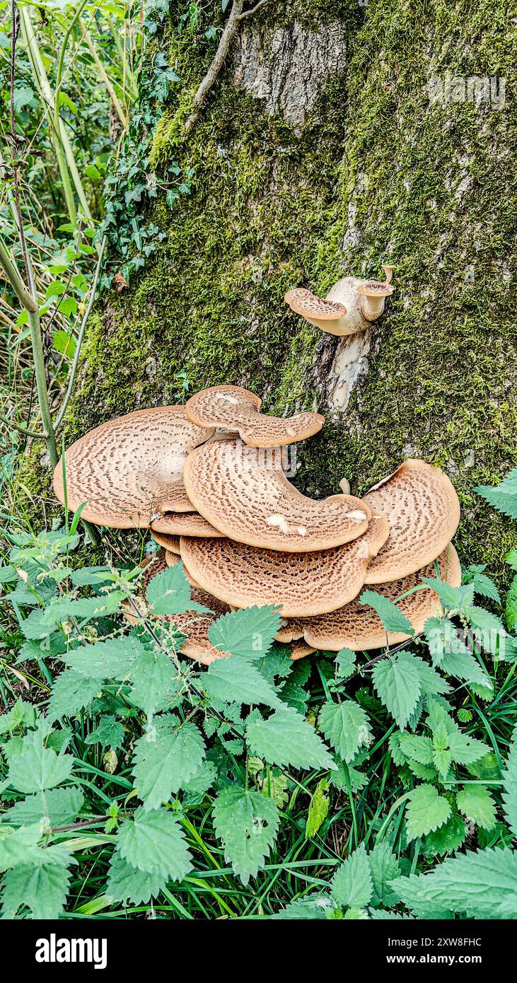 Growing spots hi-res stock photography and images - Alamy