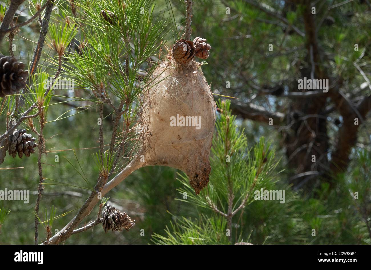 Silken tent made by larvae of Pine processionary in pine tree Stock ...