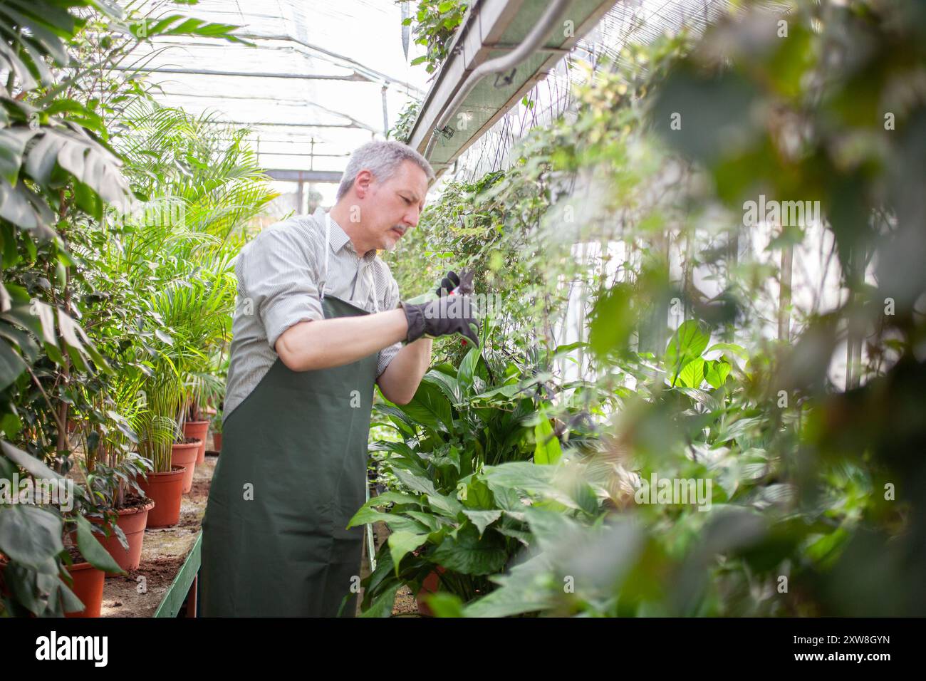 Greenhouse worker examining a plant Stock Photo - Alamy