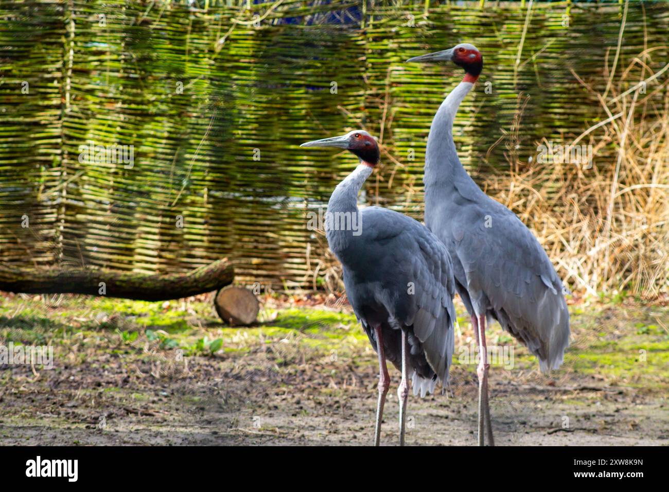 Two elegant cranes standing in a natural setting, showcasing their long ...