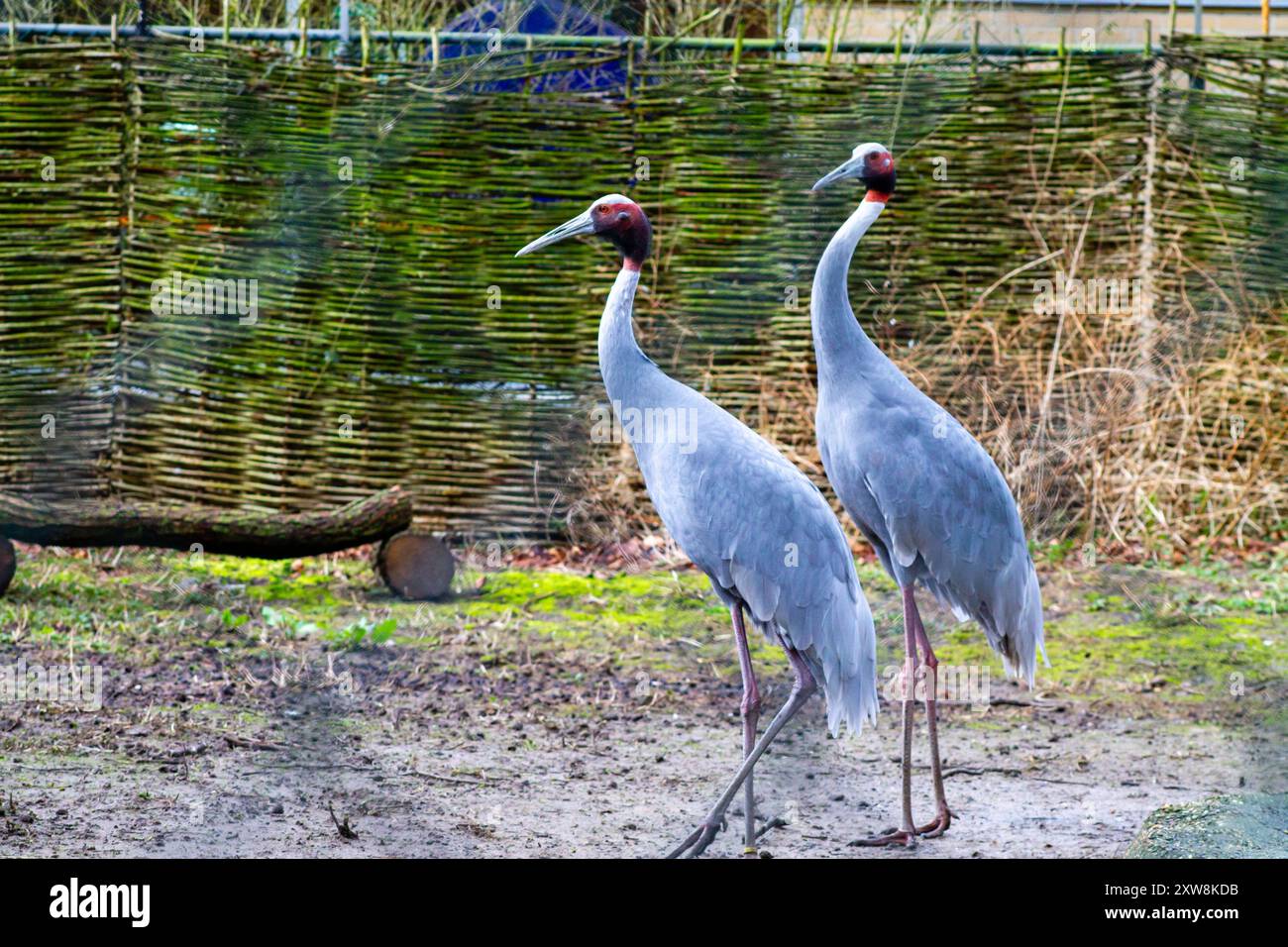 Two elegant cranes walking side by side in a natural setting, with a ...
