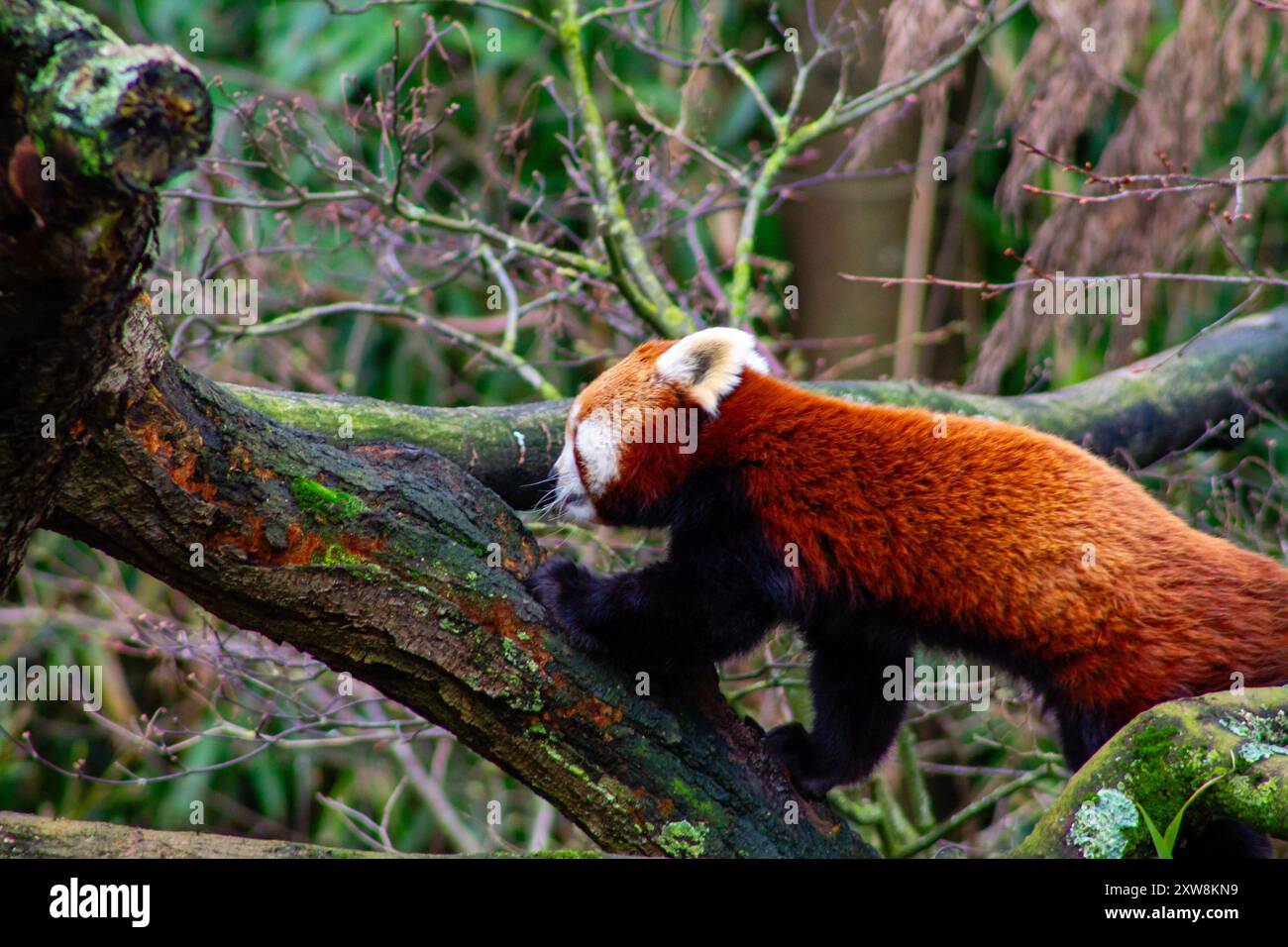 A red panda climbing on a tree branch, showcasing its vibrant reddish ...