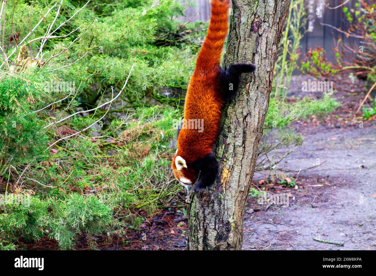A red panda climbing down a tree, showcasing its vibrant reddish-brown ...