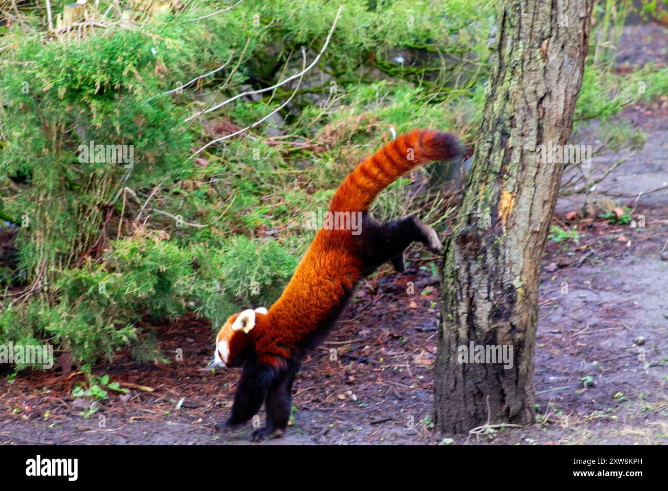 A red panda climbing a tree, showcasing its vibrant reddish-brown fur ...