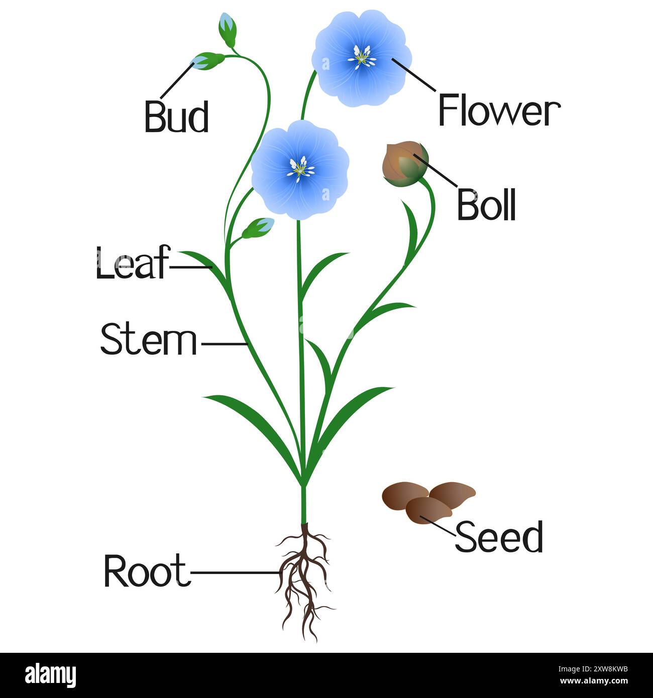 Part of blue flax plant on a white background Stock Vector Image & Art ...