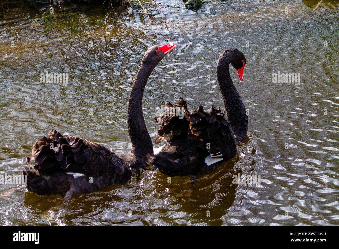 Two black swans swimming in a pond, showcasing their elegant necks and ...
