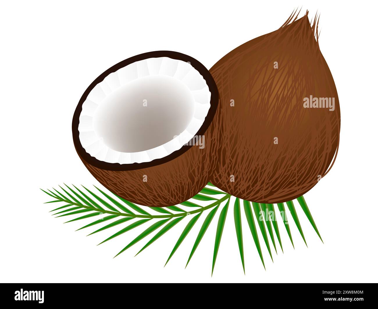 Coconut realistic tropical closeup hi-res stock photography and images ...
