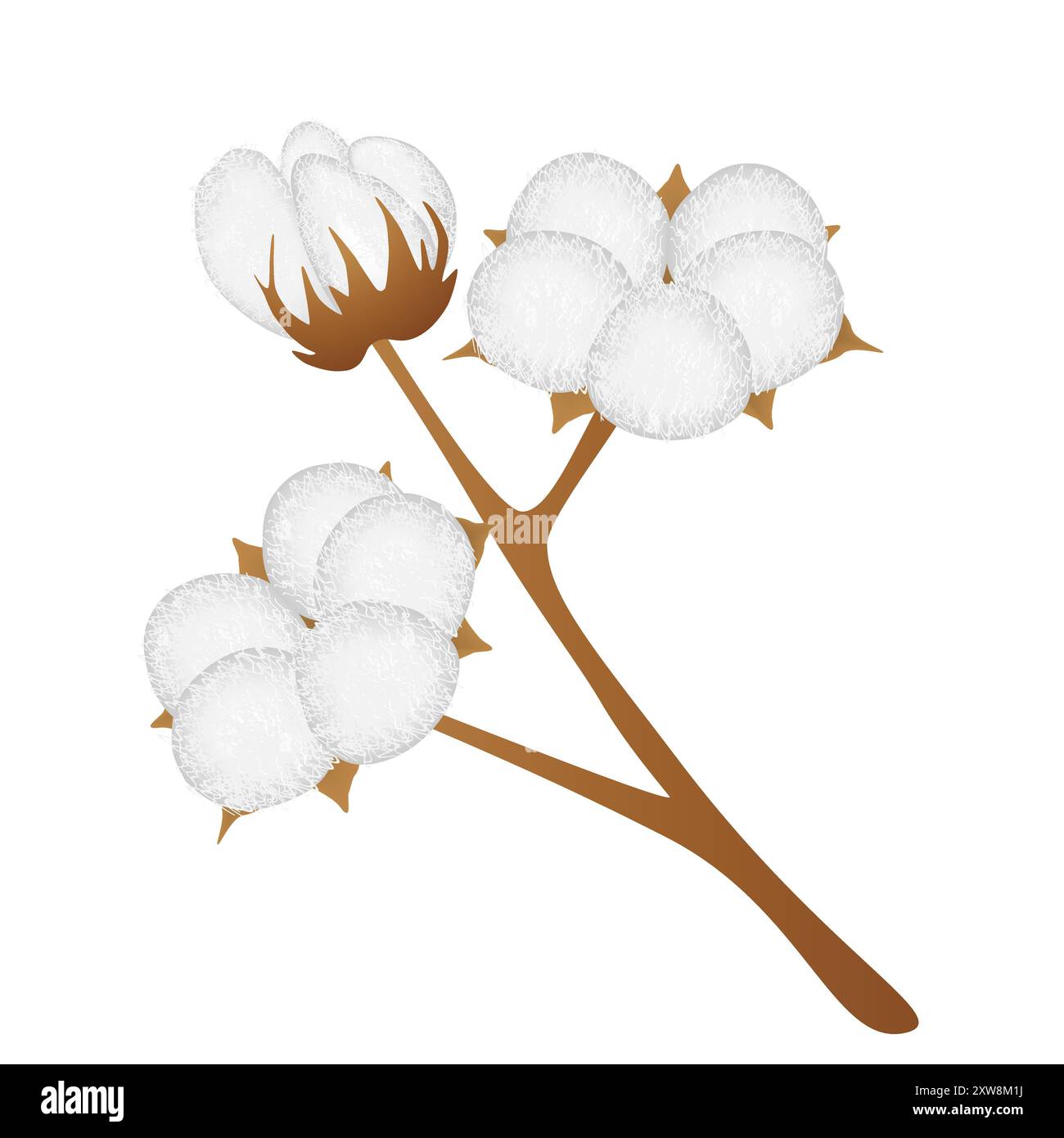 Cotton plant botanical drawing hi-res stock photography and images - Alamy