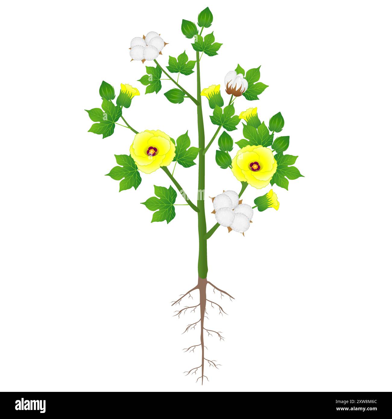 Cotton plant with roots isolated on white background Stock Vector Image ...