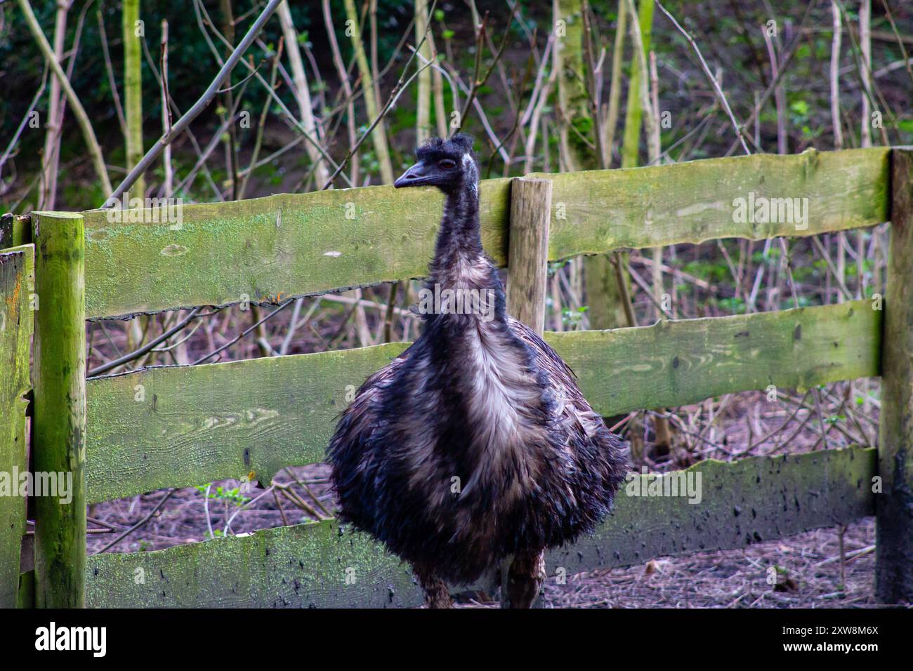 An emu standing near a wooden fence in a natural setting, surrounded by ...