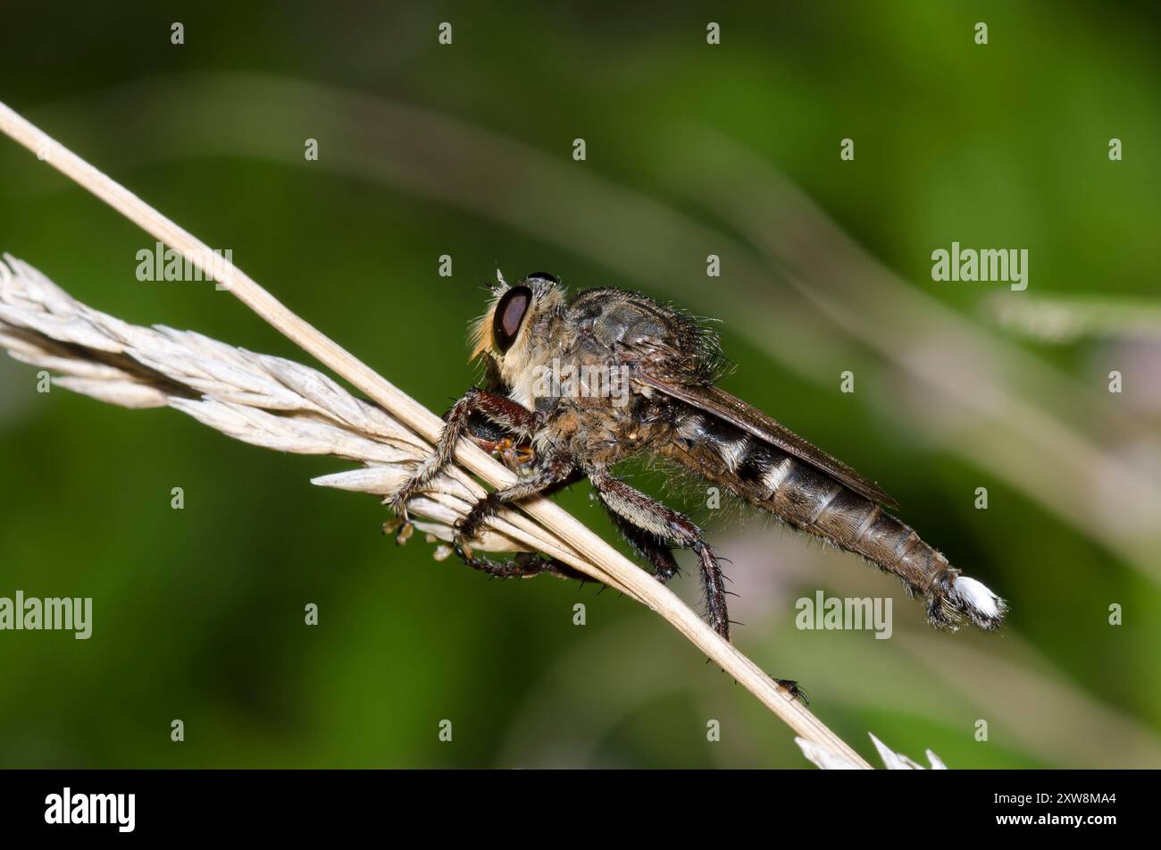 Giant Robber Fly, Promachus bastardii, male Stock Photo - Alamy