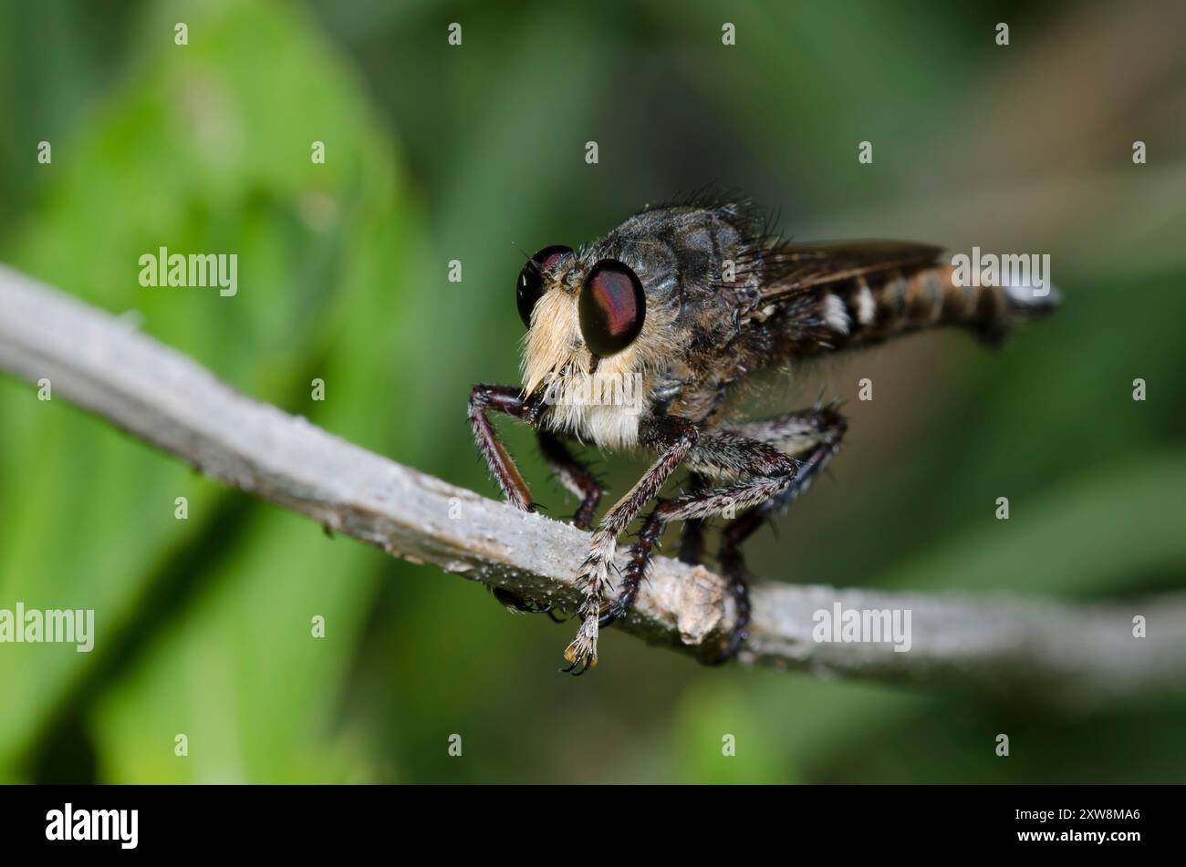 Giant Robber Fly, Promachus bastardii, male Stock Photo - Alamy