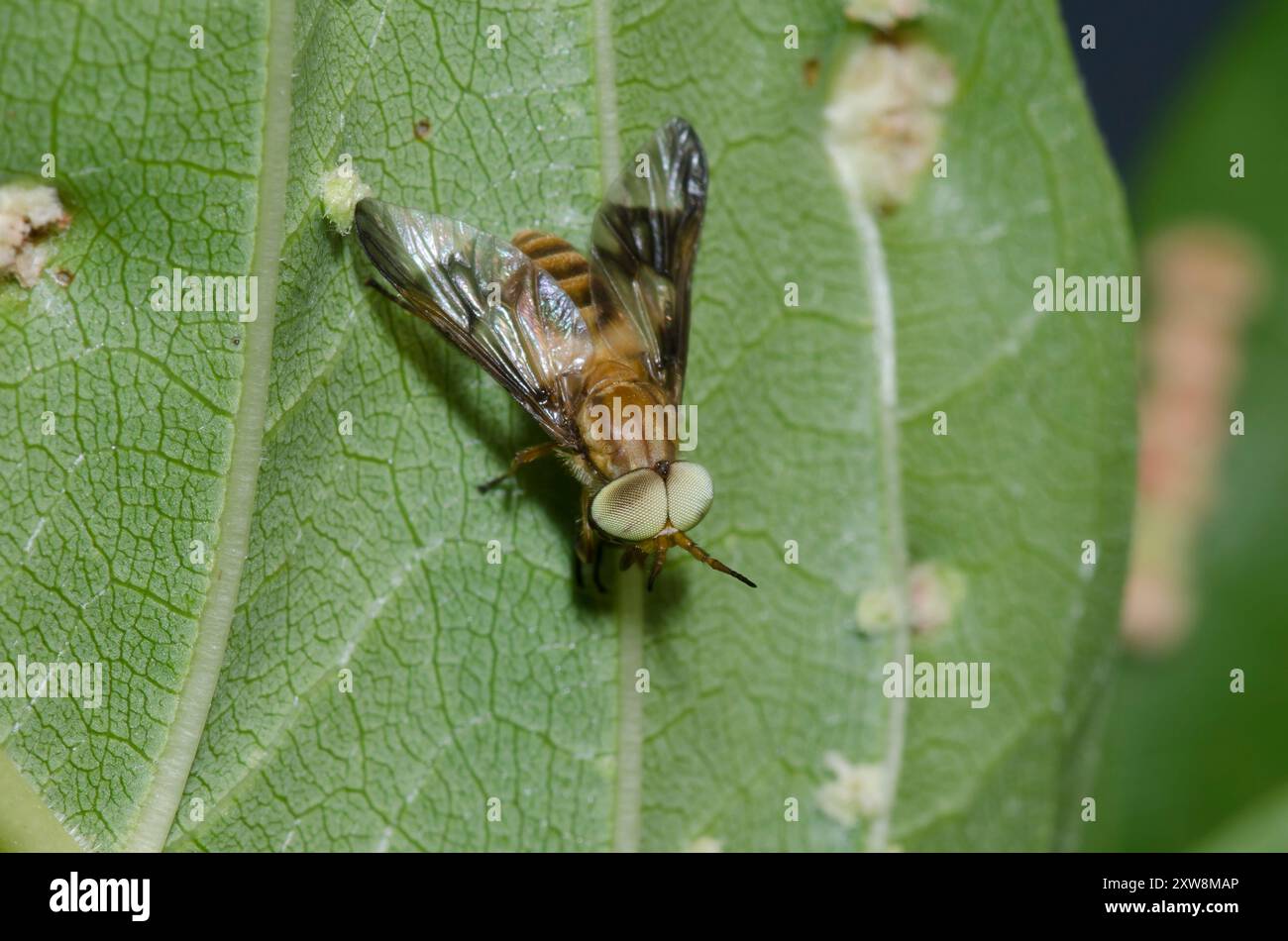 Deer Fly, Chrysops sp., male Stock Photo - Alamy