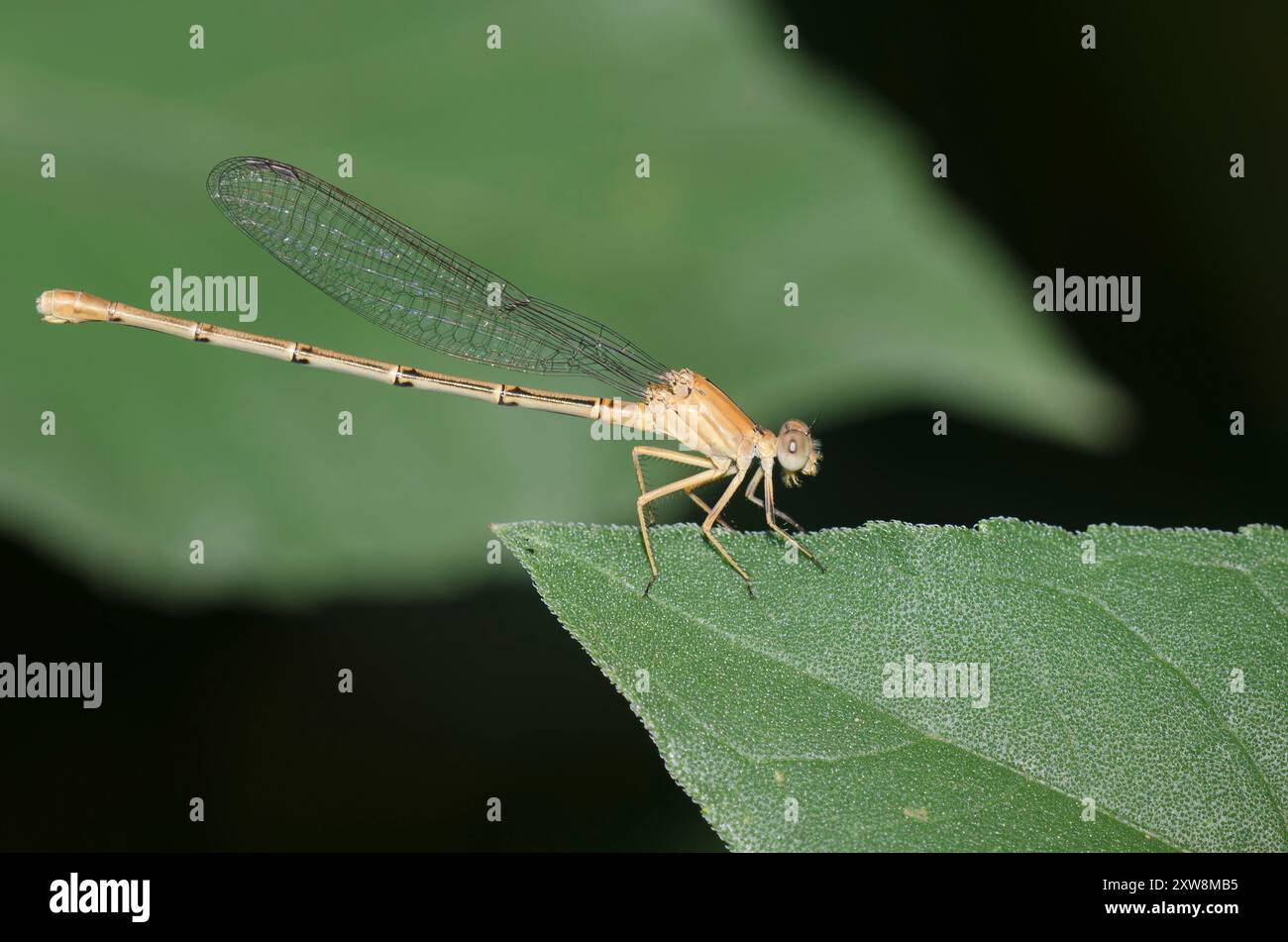 Dancer, Argia sp., female Stock Photo - Alamy