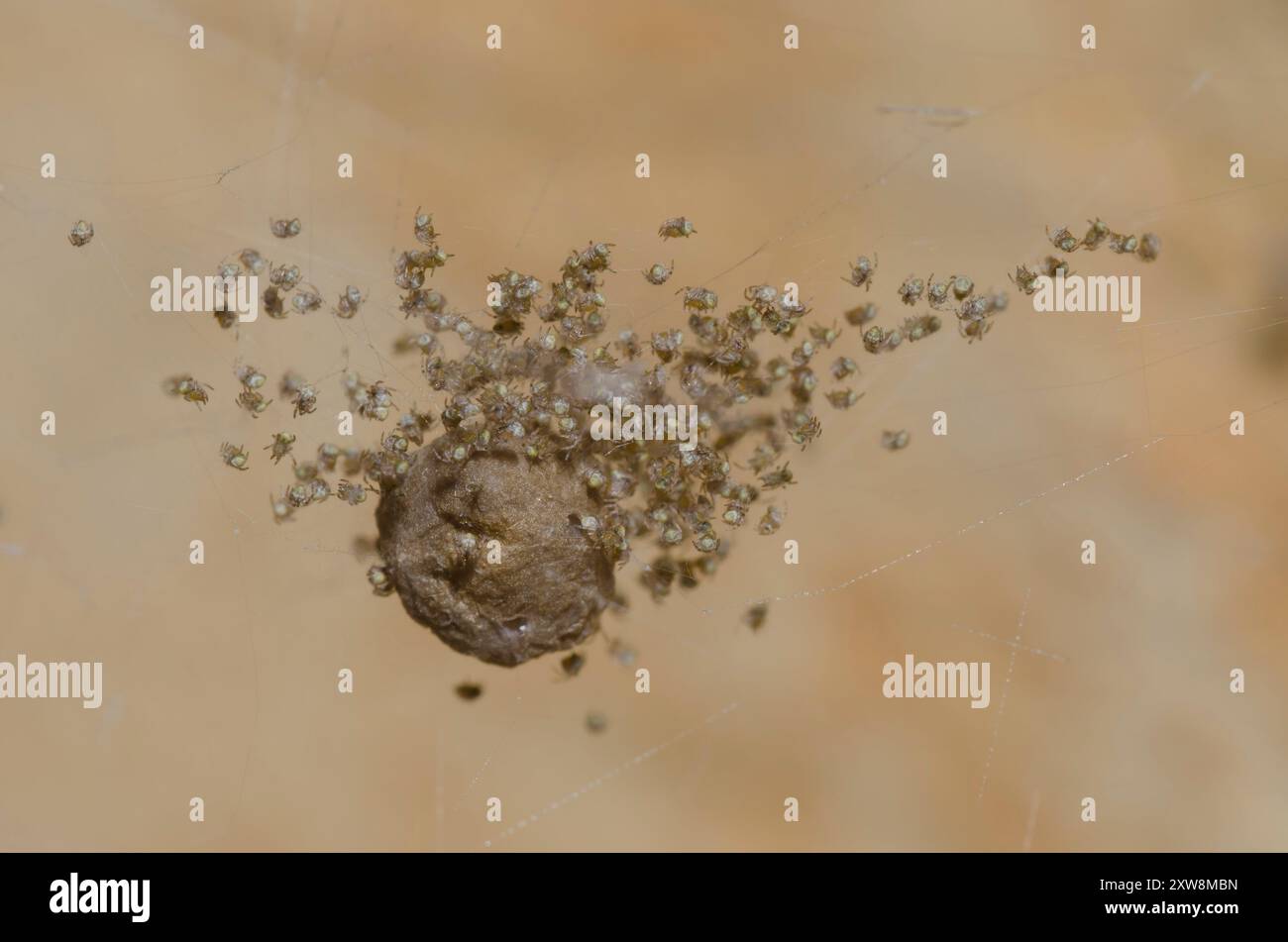 Spider hatching from egg hi-res stock photography and images - Alamy