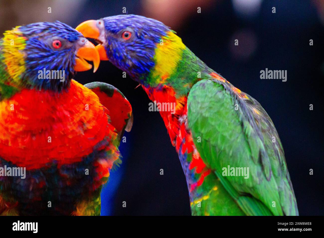 Two vibrant rainbow lorikeets hi-res stock photography and images - Alamy