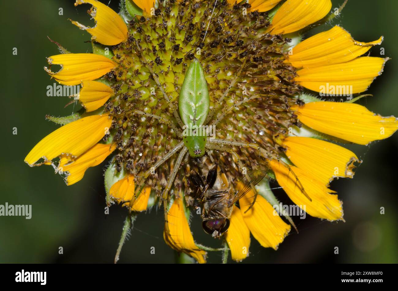 Green Lynx Spider, Peucetia viridans, with Hover Fly, Palpada sp., prey ...