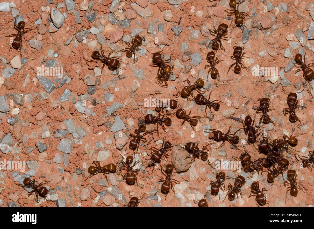 Red Harvester Ants, Pogonomyrmex barbatus, at nest Stock Photo - Alamy