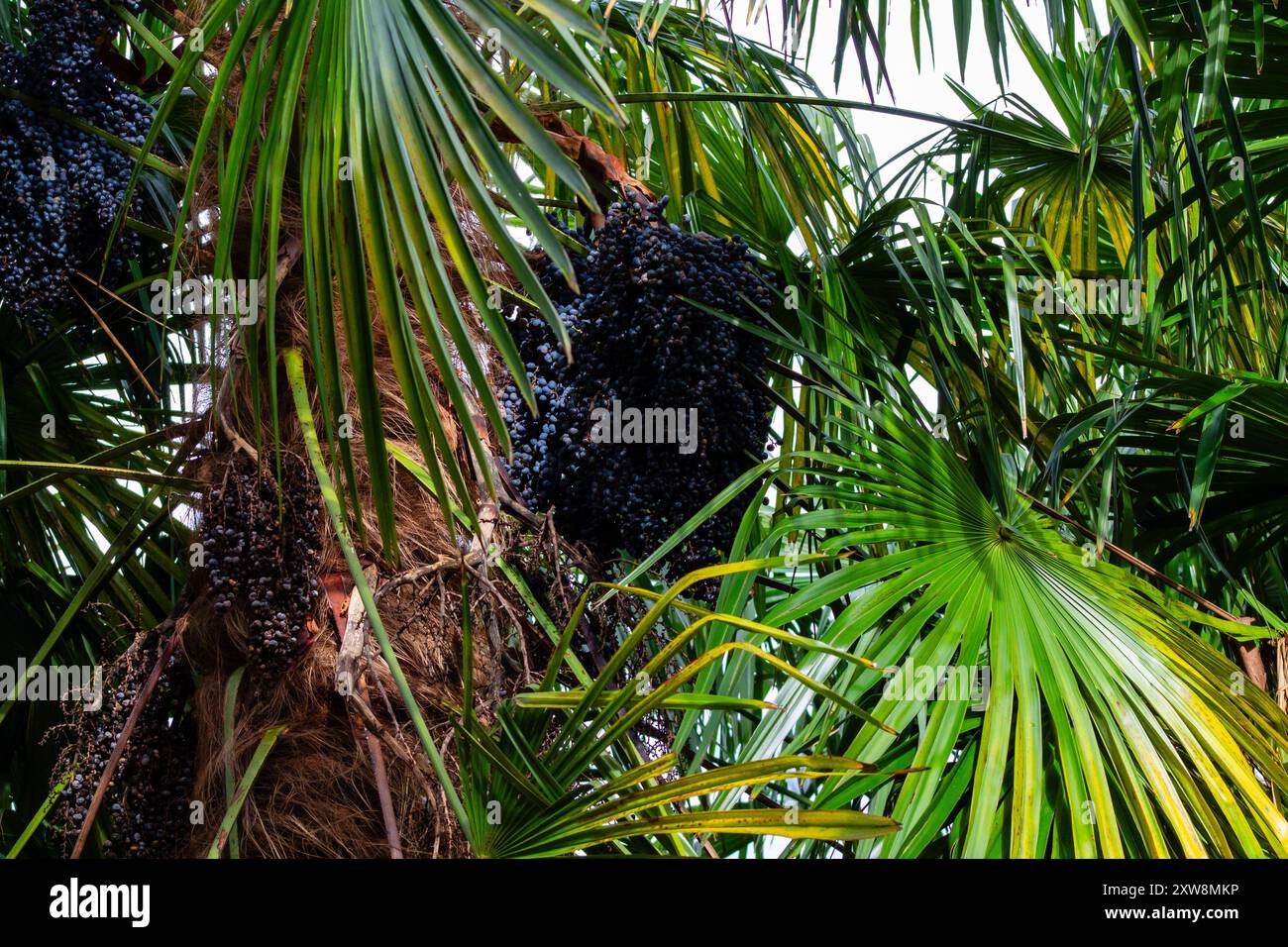 A close-up view of a palm tree with clusters of dark fruit hanging ...