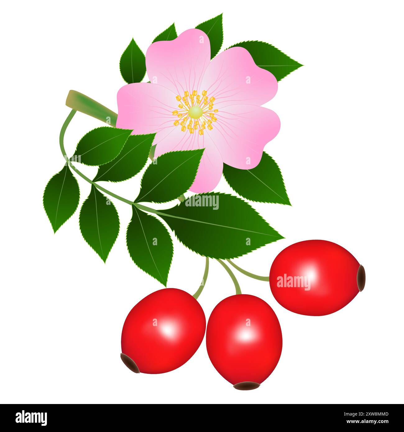Rose hips are the fruit of the rose plant Stock Vector Images - Alamy