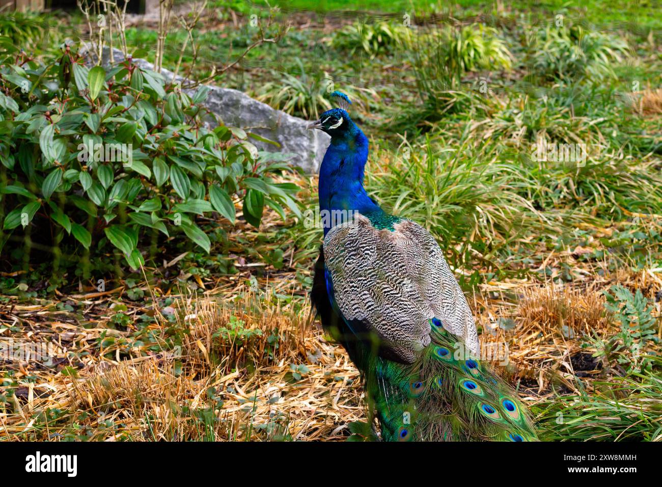 A vibrant peacock displaying its colorful feathers in a natural setting ...