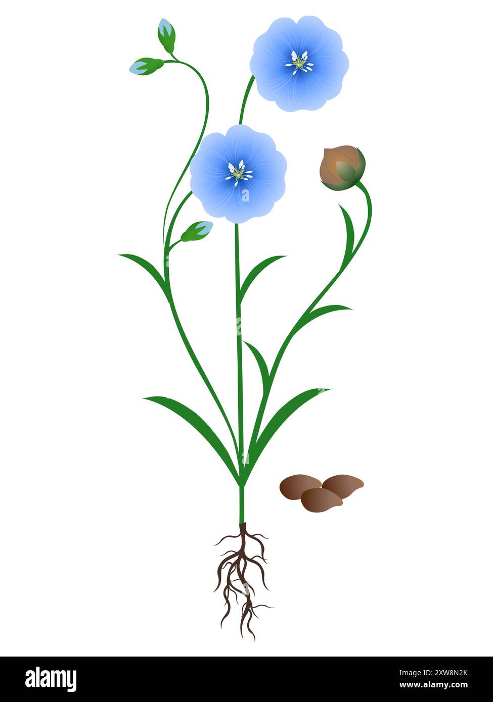 Blue flax plant with seeds on a white background Stock Vector Image ...