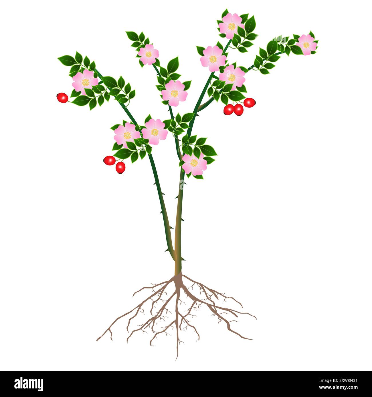 Red wild rose berries Stock Vector Images - Alamy