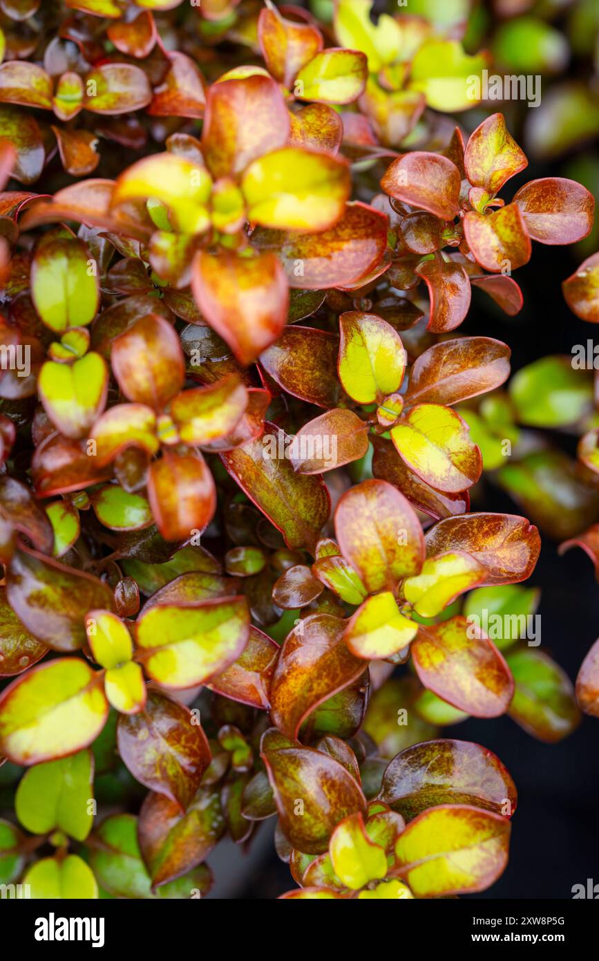 Coprosma variety hi-res stock photography and images - Alamy