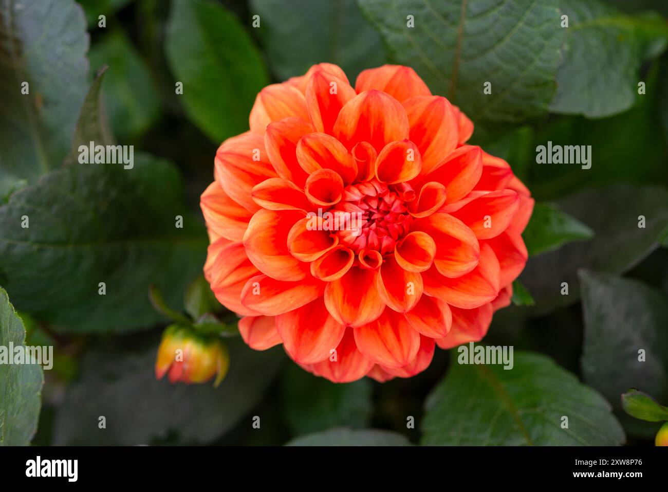 Orange colour garden dahlia hi-res stock photography and images - Alamy