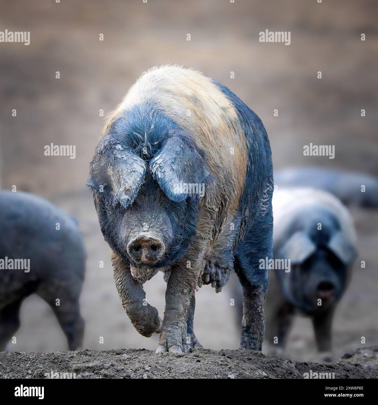 Domstic pig hi-res stock photography and images - Alamy