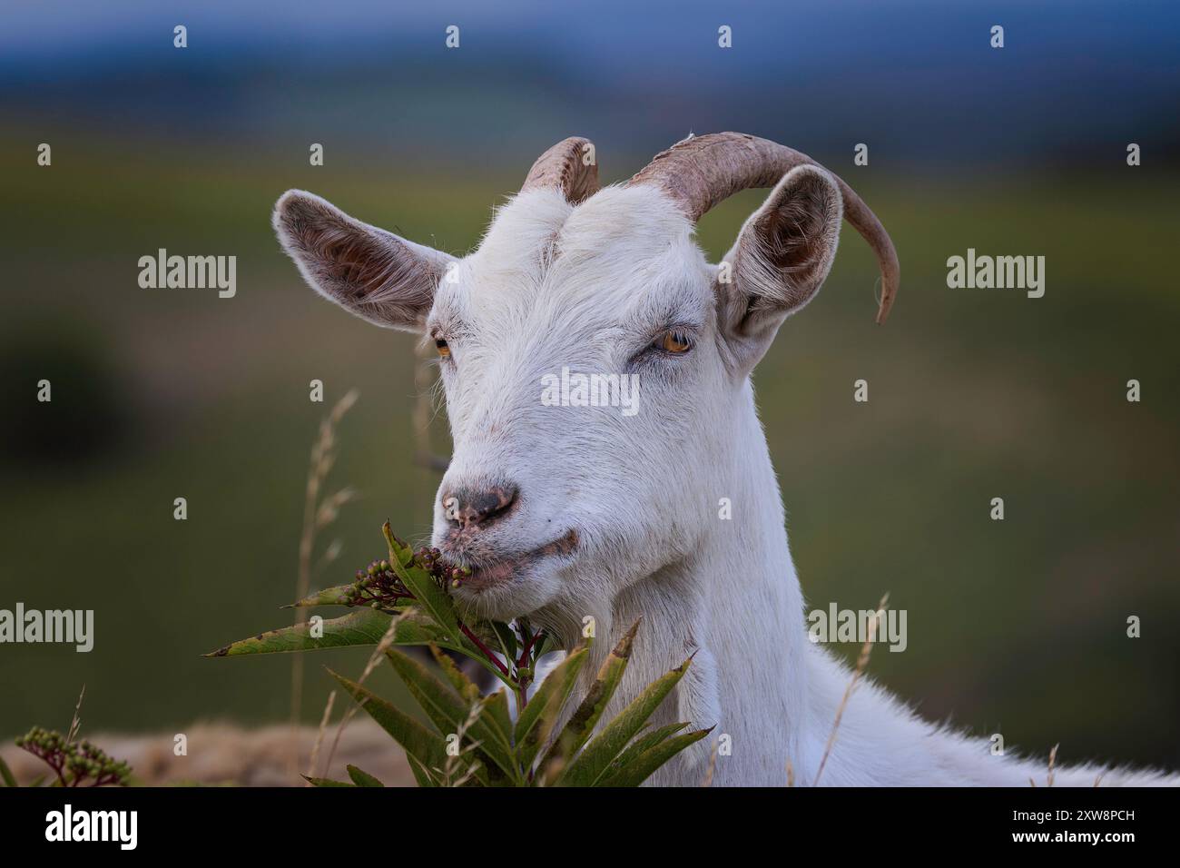 Close up wild goat hi-res stock photography and images - Alamy