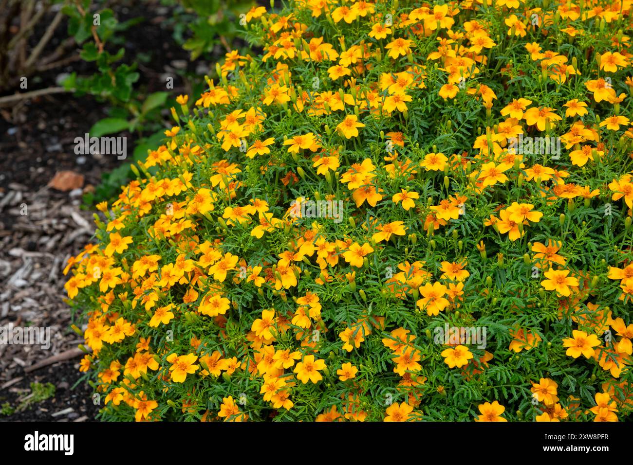 Tagetes Tenuifolia flowering in a vegetable garden in late summer. An ...