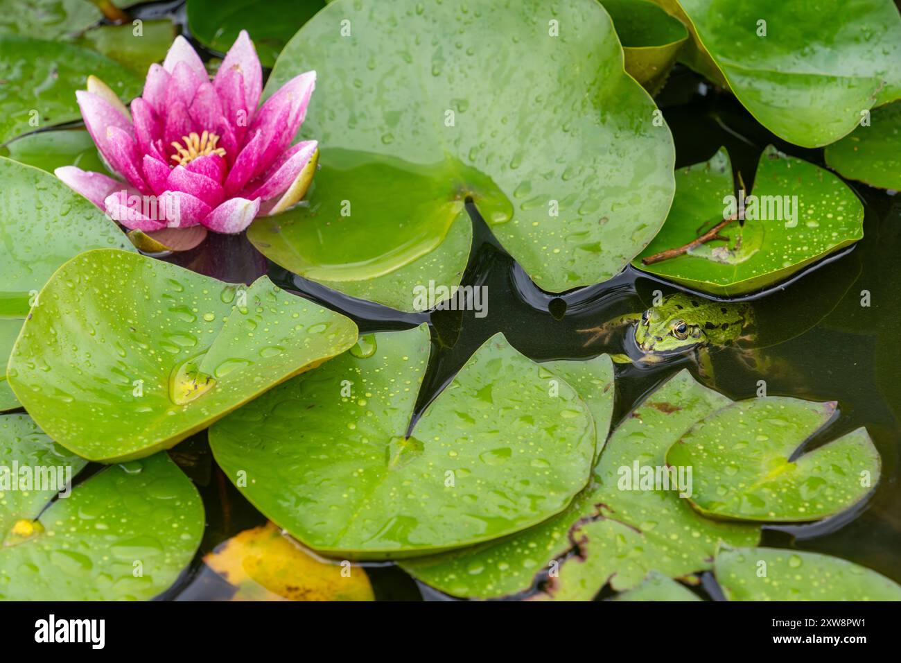 Cute green frog illustration hi-res stock photography and images - Alamy