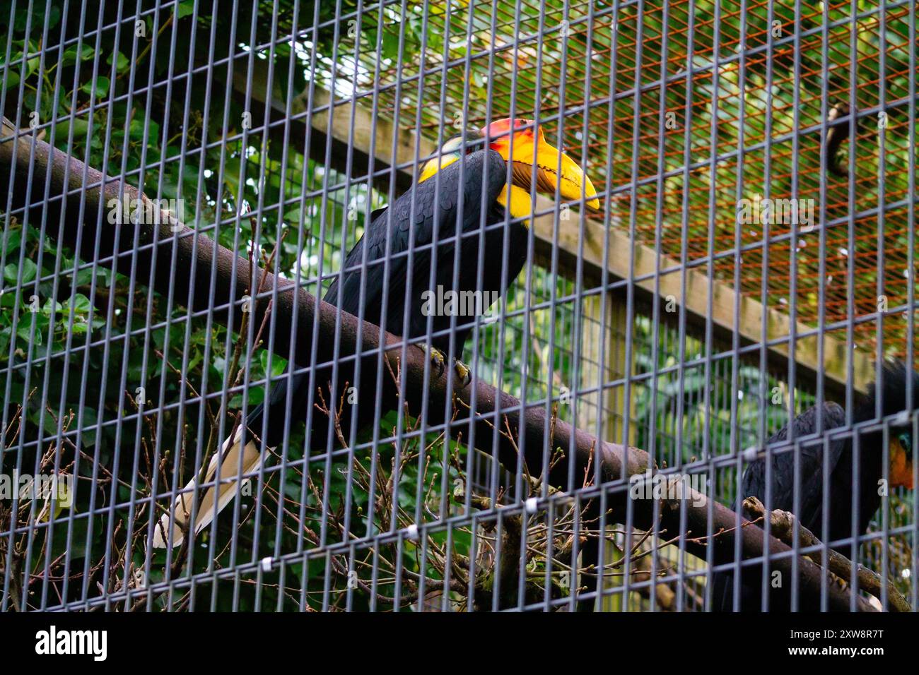 Vibrant greenery inside large bird hi-res stock photography and images ...